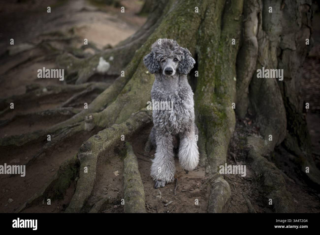 Royal Standard Poodle Stock Photo - Alamy
