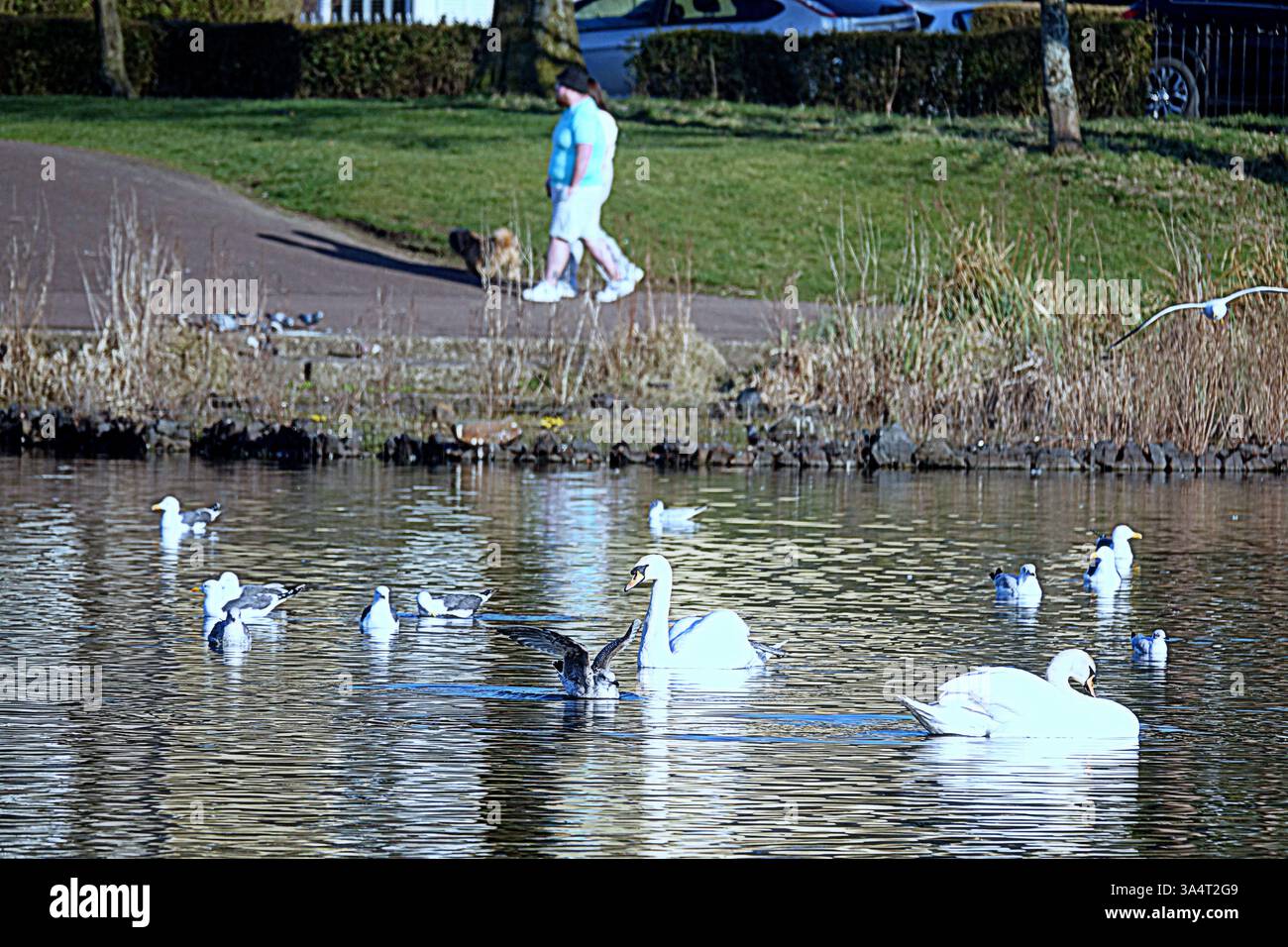 Glasgow, Scotland, UK. 19th March, 2025. Avian flu warnings posted for ...