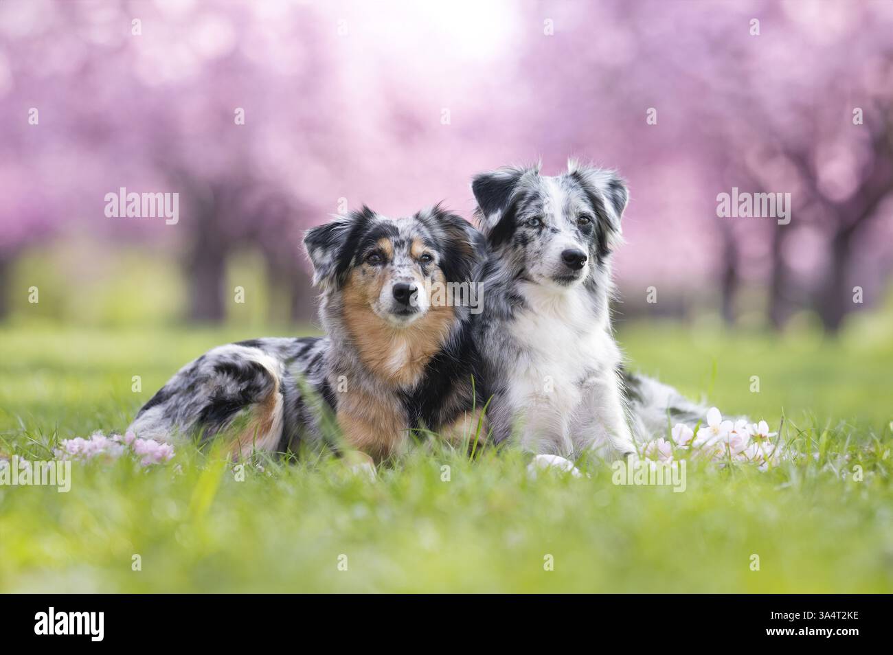 Miniature Australian Shepherds Stock Photo - Alamy