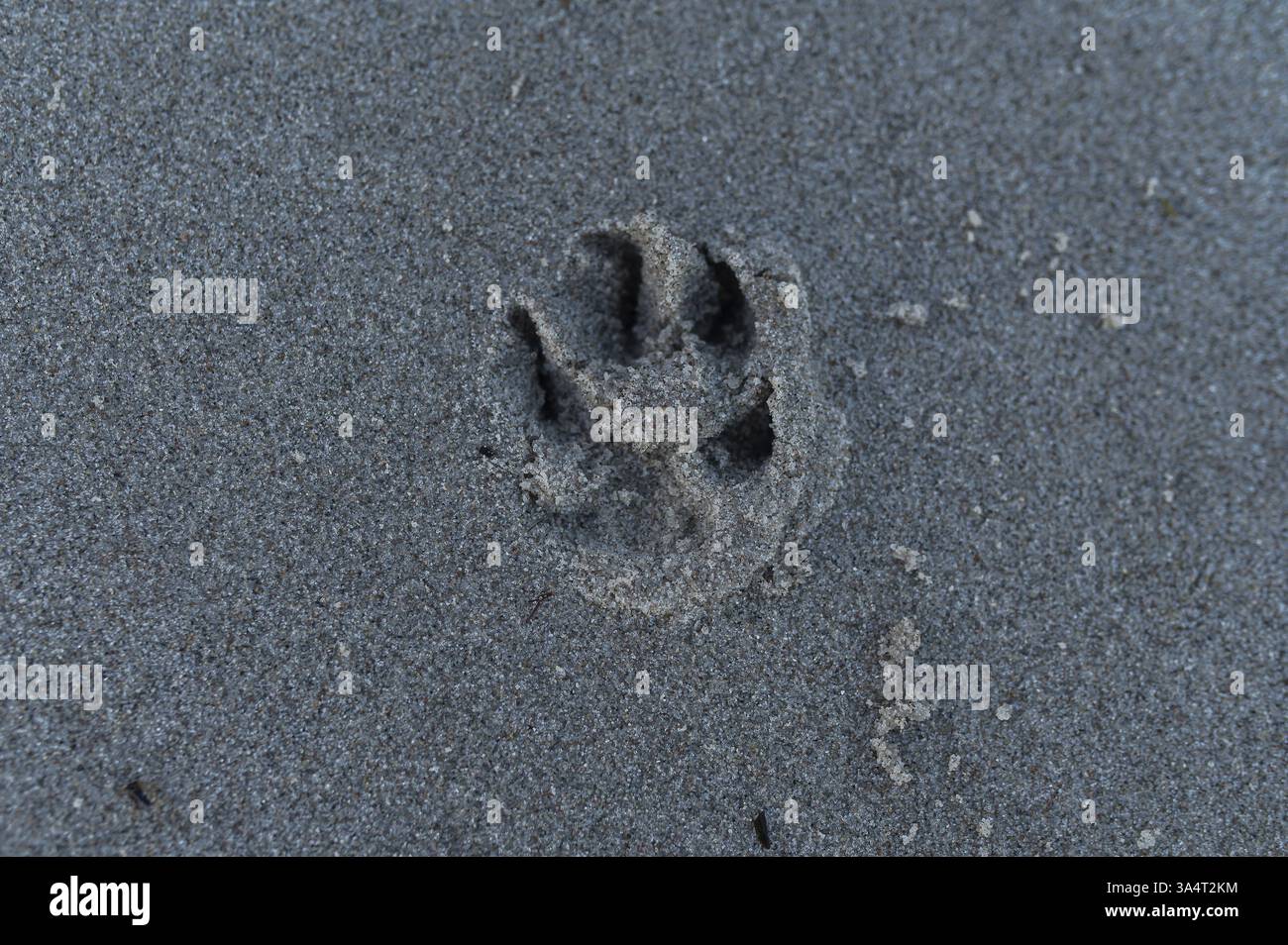 Royal Standard Poodle paw print Stock Photo - Alamy