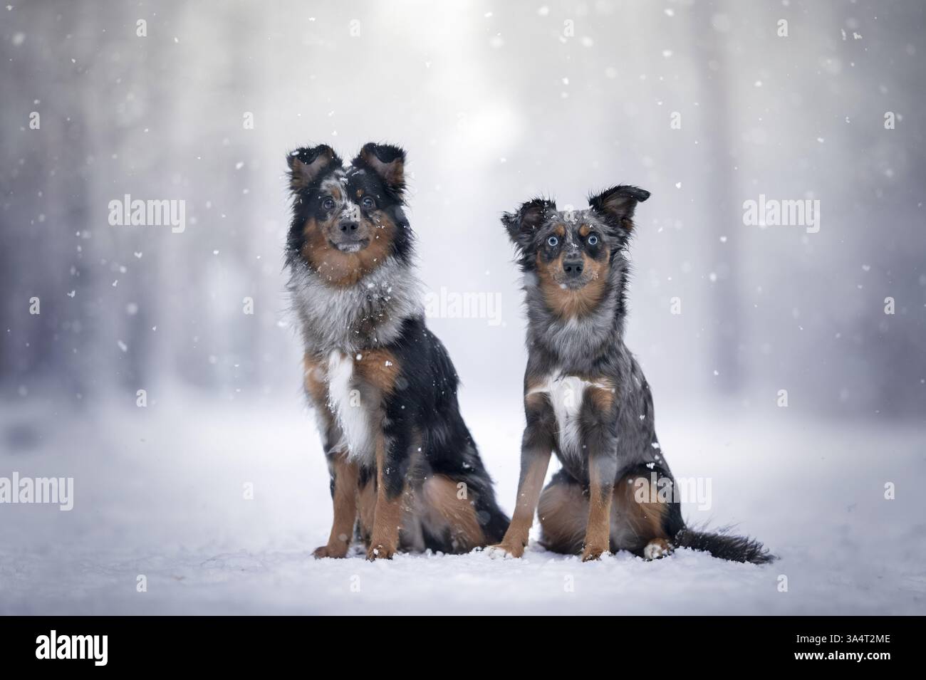 Miniature Australian Shepherds Stock Photo - Alamy