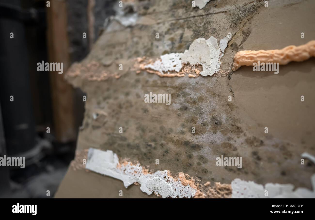 Wall stripped of drywall, showing visible mold Stock Photo - Alamy