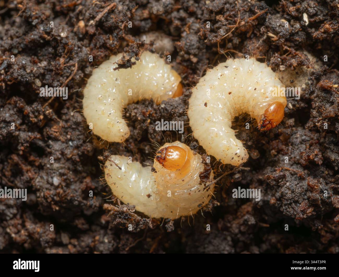 A trio of Vine Weevil larvae living in soil Stock Photo - Alamy