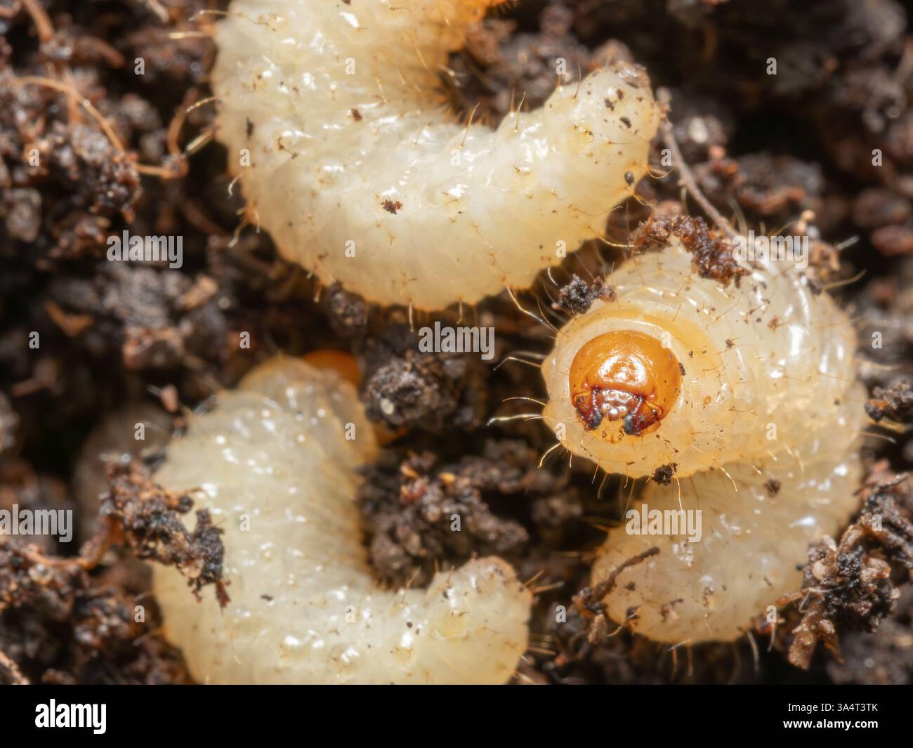 A trio of Vine Weevil larvae living in soil Stock Photo - Alamy