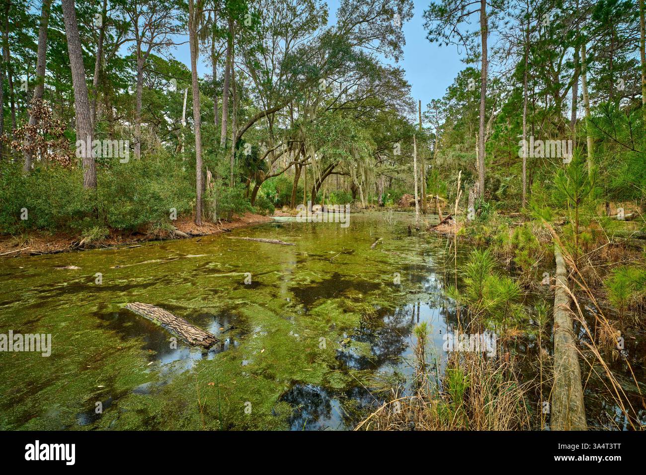 Swamp area along the Big Ferry Trail at Skidaway Island State Park, GA ...