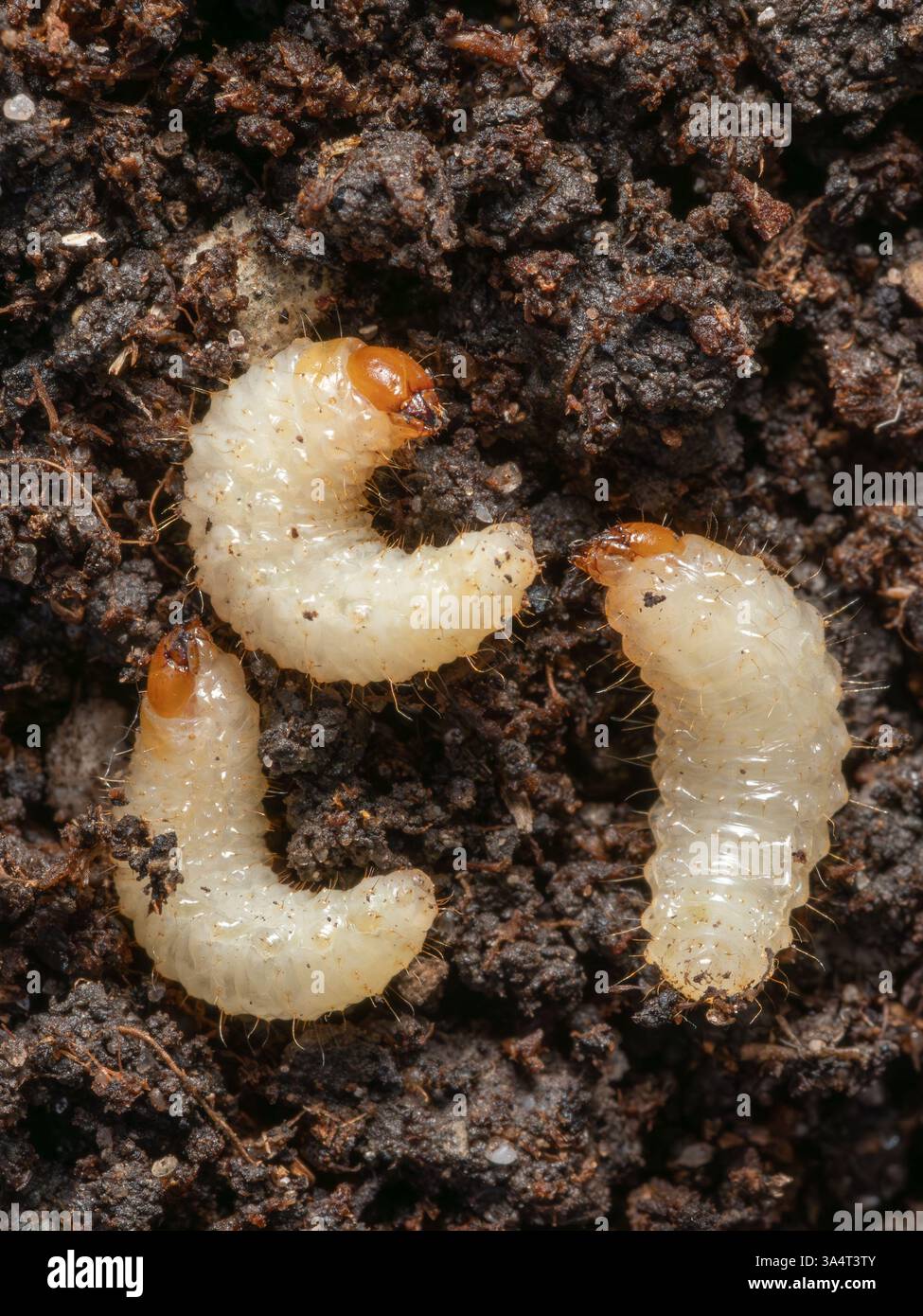 A trio of Vine Weevil larvae living in soil Stock Photo - Alamy