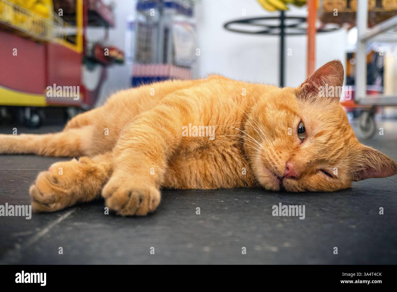 A relaxed ginger cat sprawled out on the floor, enjoying a peaceful nap ...