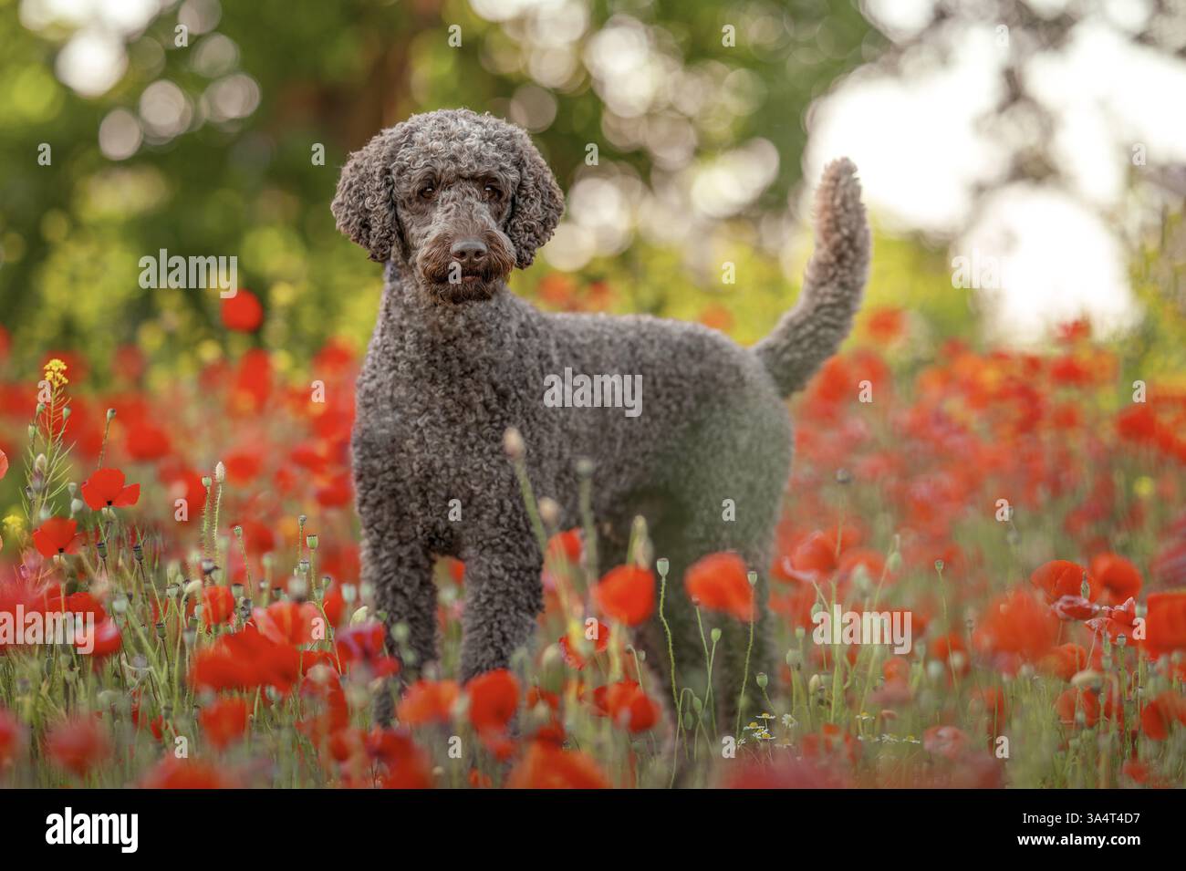 male Giant Poodle Stock Photo - Alamy