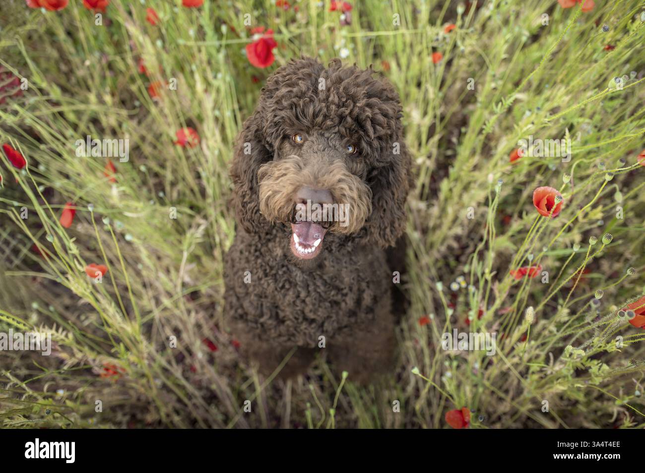 male Giant Poodle Stock Photo - Alamy