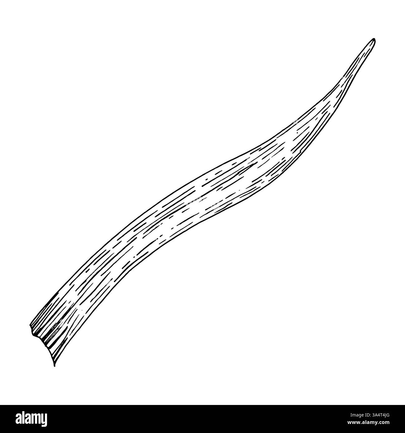 Ink drawing of a single curved leaf, isolated on a black background ...