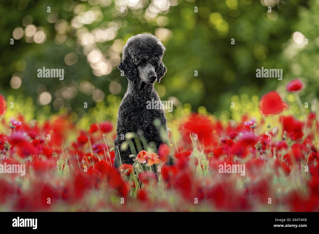 female Giant Poodle Stock Photo - Alamy