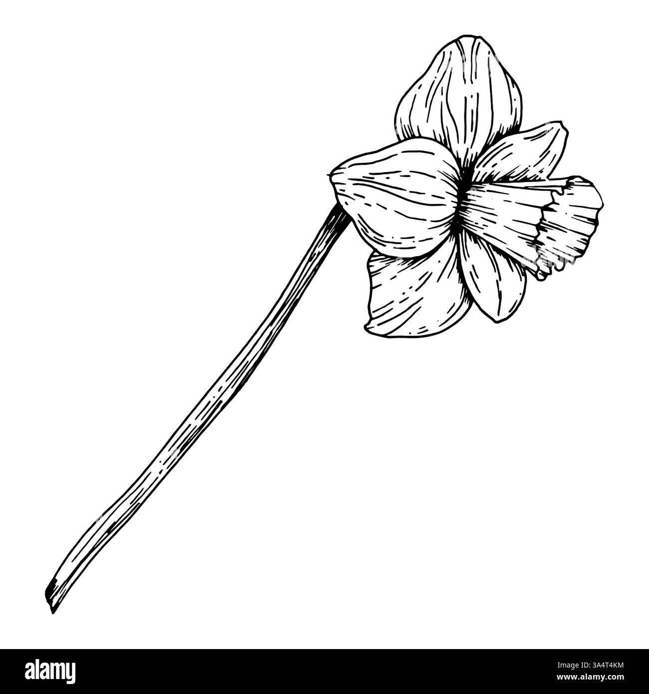 Hand-drawn ink illustration of a single daffodil flower with a long ...