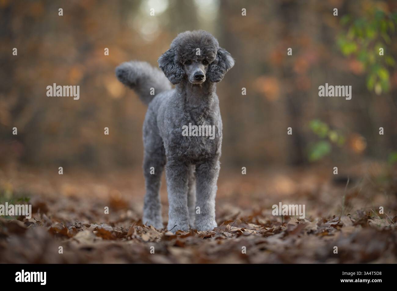 male Royal Standard Poodle Stock Photo - Alamy