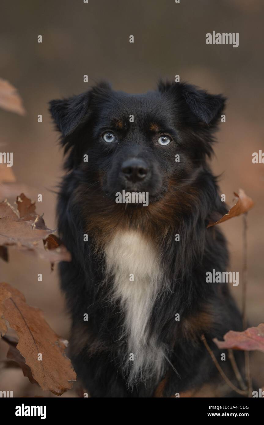 Male miniature american shepherd hi-res stock photography and images ...
