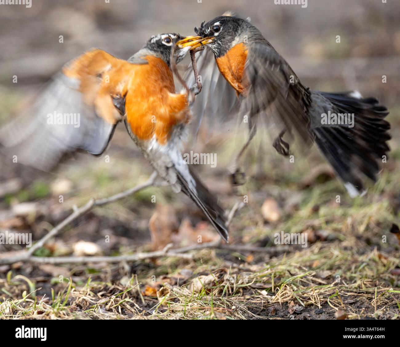 Two spring robins fight for supremacy and territory in a residential ...