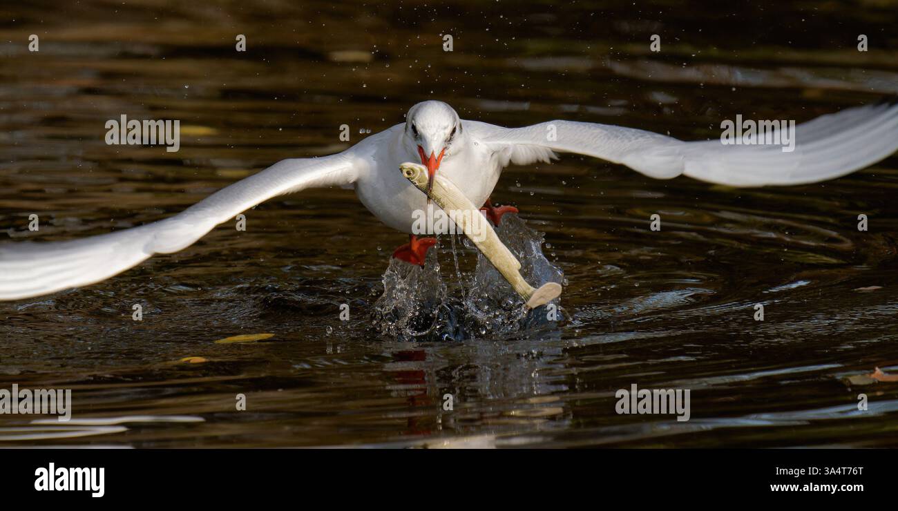 Mouette rieuse avec un faux poisson appat - Chroicocephalus ridibundus ...