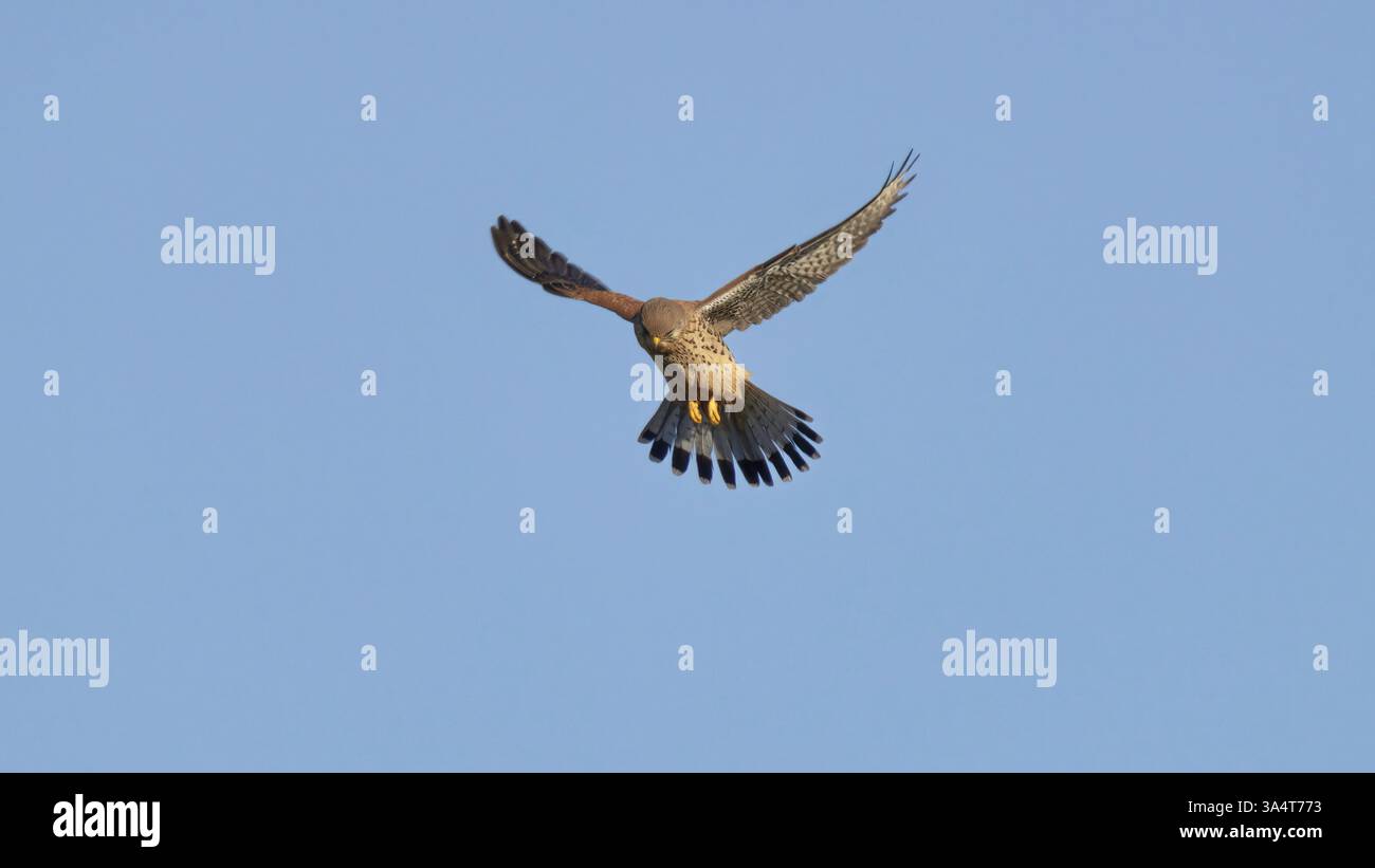 Faucon crécerelle en vol hi-res stock photography and images - Alamy