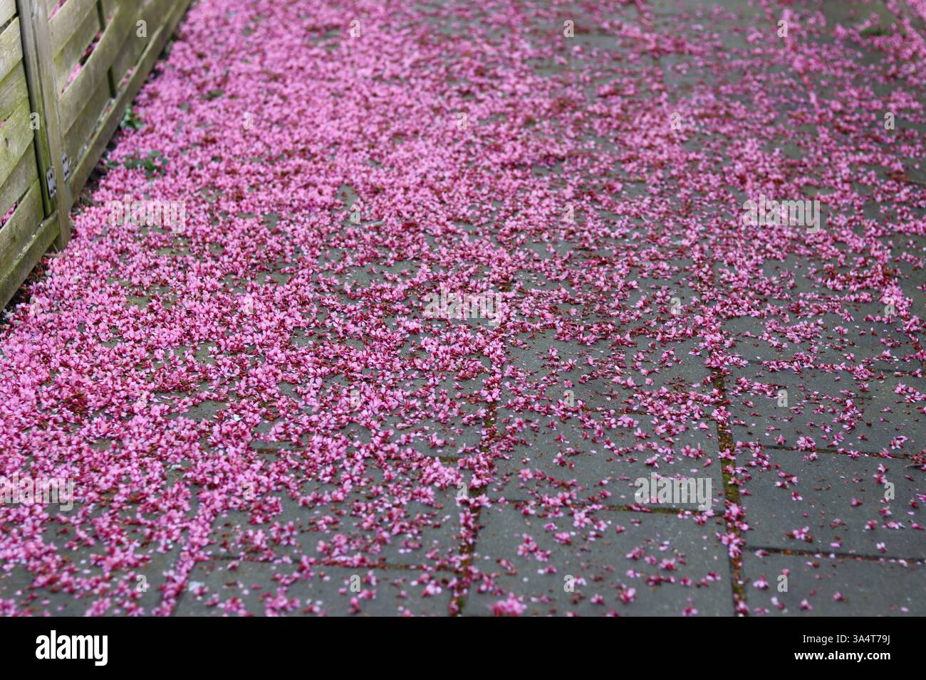 Pink cherry blossom petals on the pavement in the garden Stock Photo ...