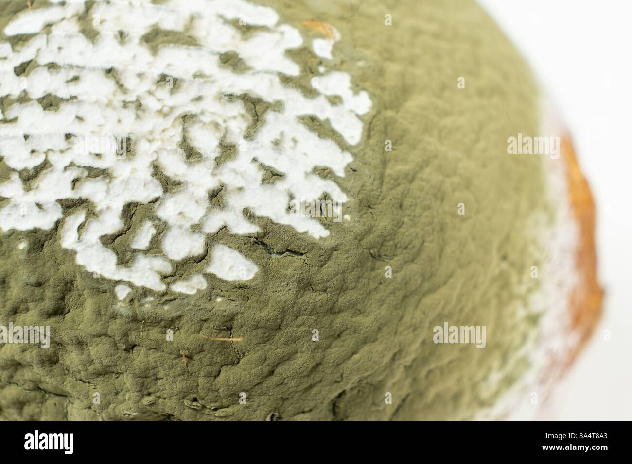Old Lemon with Green Mold. Rotten Food Macro Stock Photo - Alamy