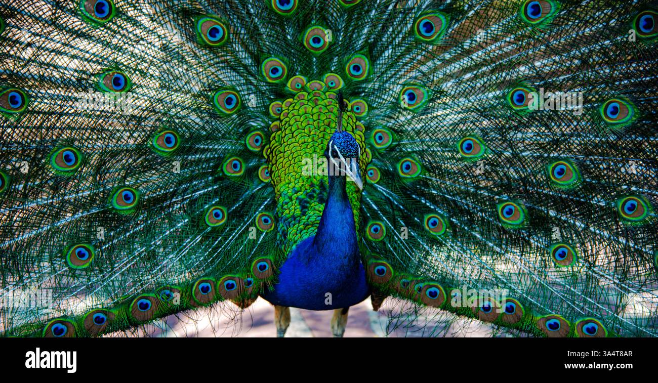 The photos show a peacock with its tail fully fanned out. Its plumage ...
