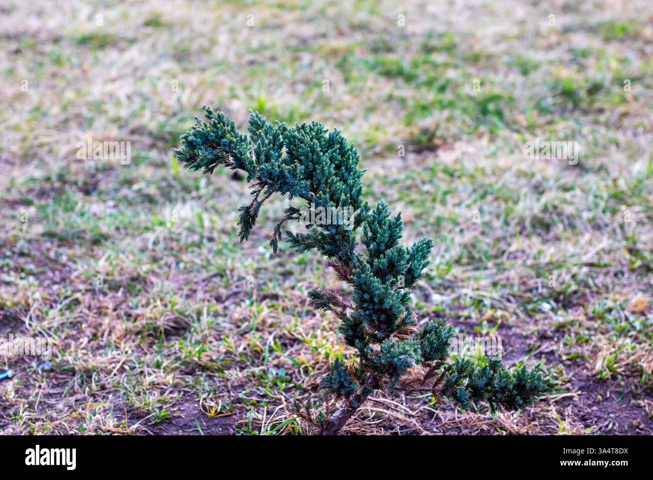 In a sprawling open field, a small tree is emerging and growing up out ...