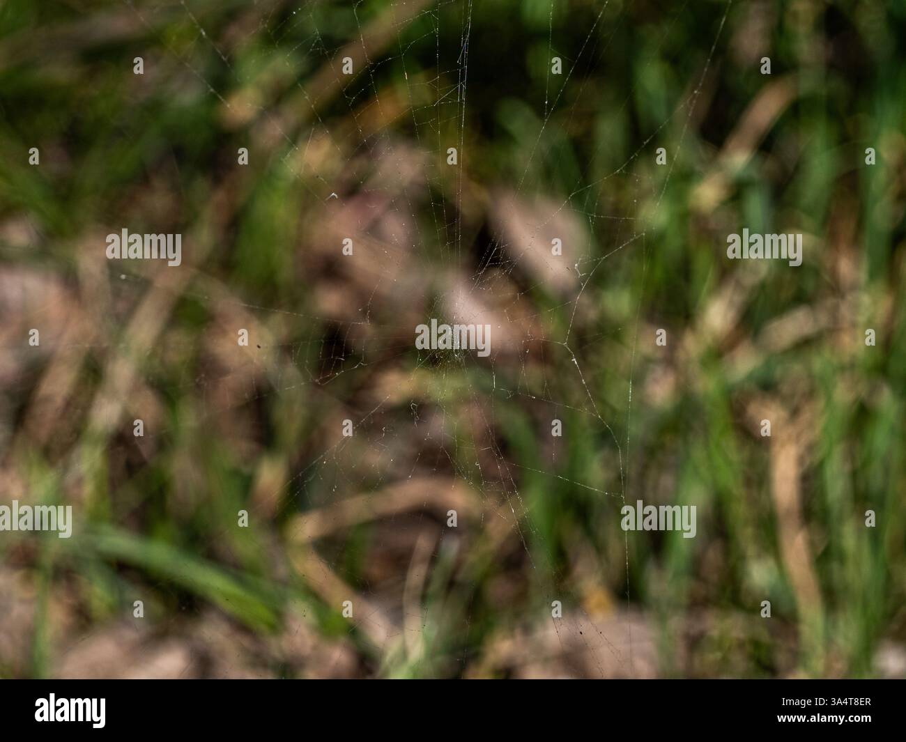 The photograph shows a spider web stretched between blades of grass and branches. It is thin and ...