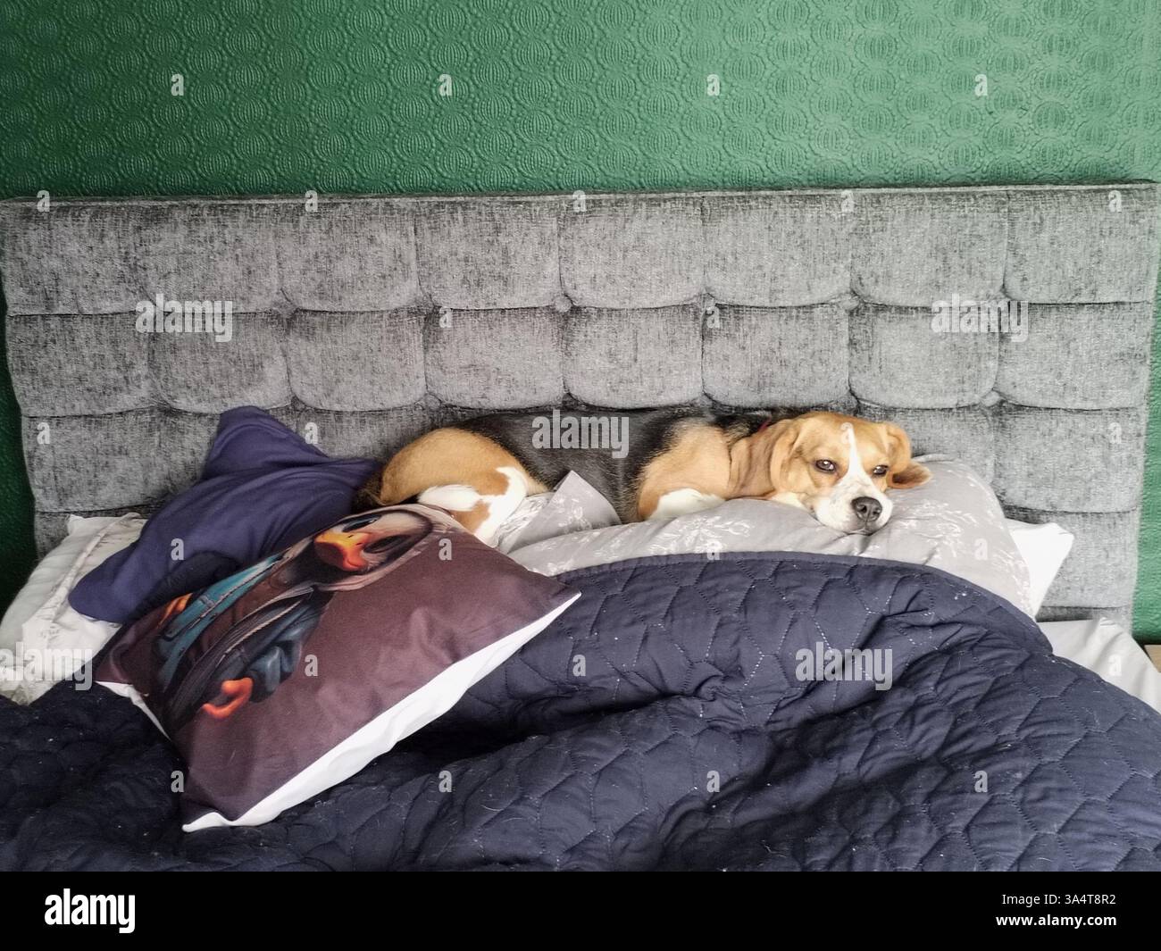 Beagle Portrait of Dog, Dog Laying Down on Bed, Laying on Pillows Stock Photo - Alamy