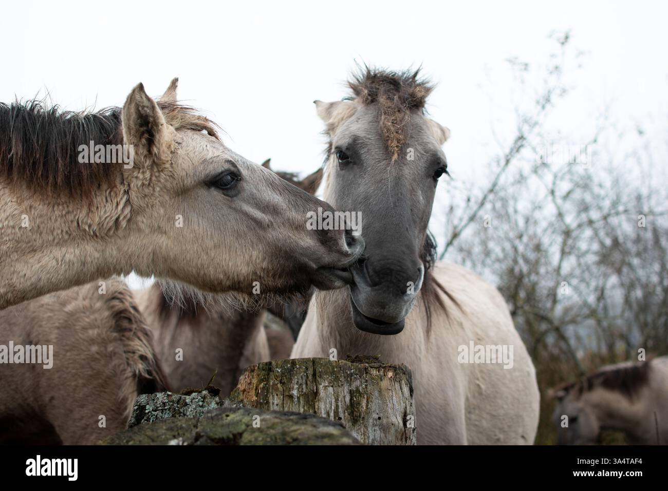 Wild horses kissing Stock Photo - Alamy