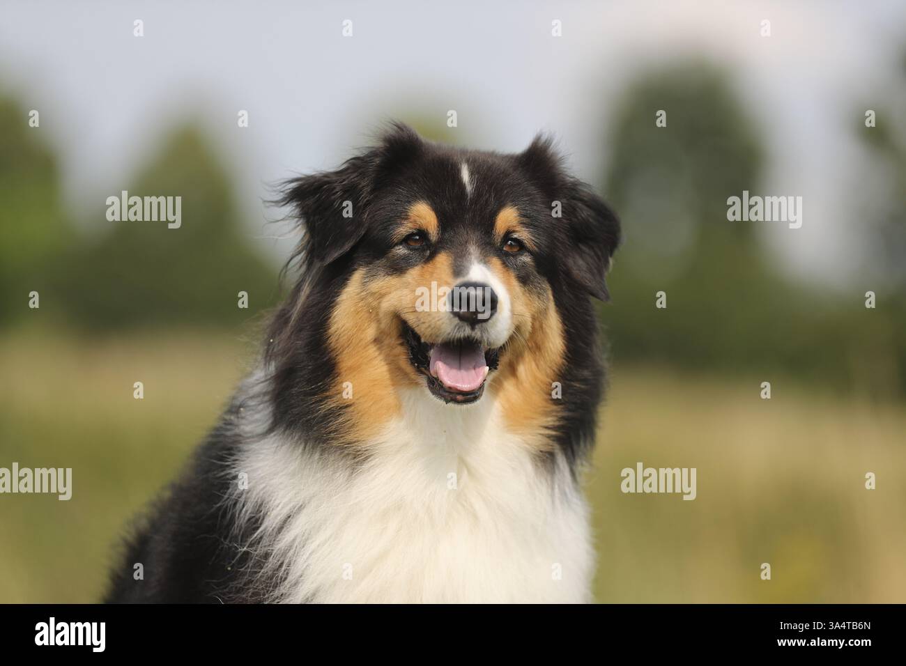 black-tri Australian Shepherd Stock Photo - Alamy