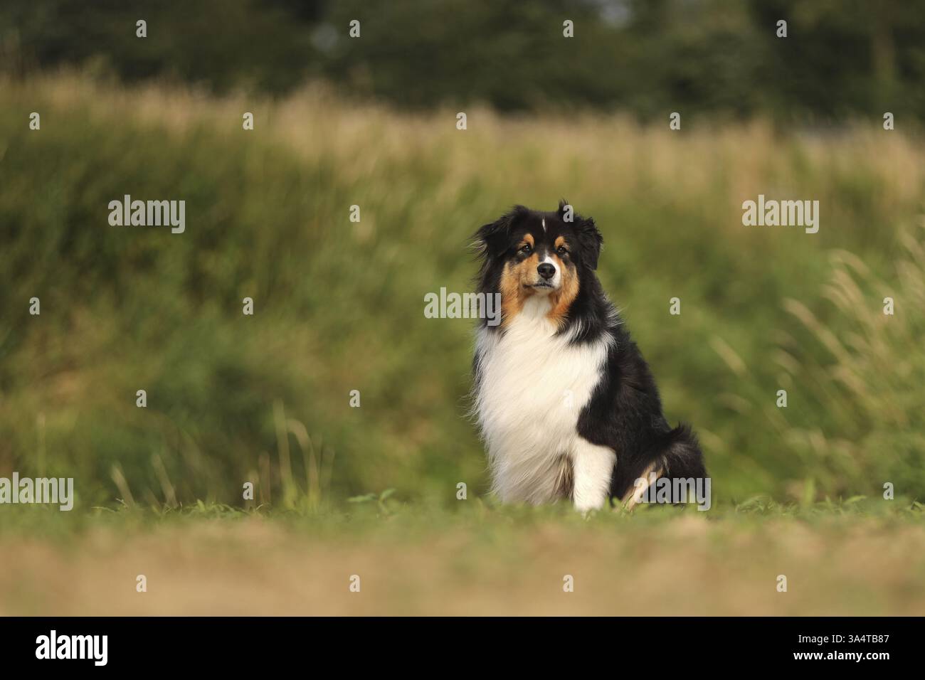 black-tri Australian Shepherd Stock Photo - Alamy