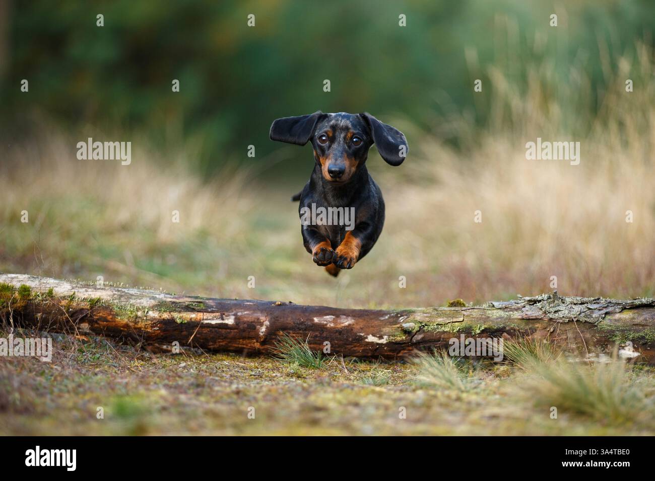 Tiger leaping camera hi-res stock photography and images - Alamy