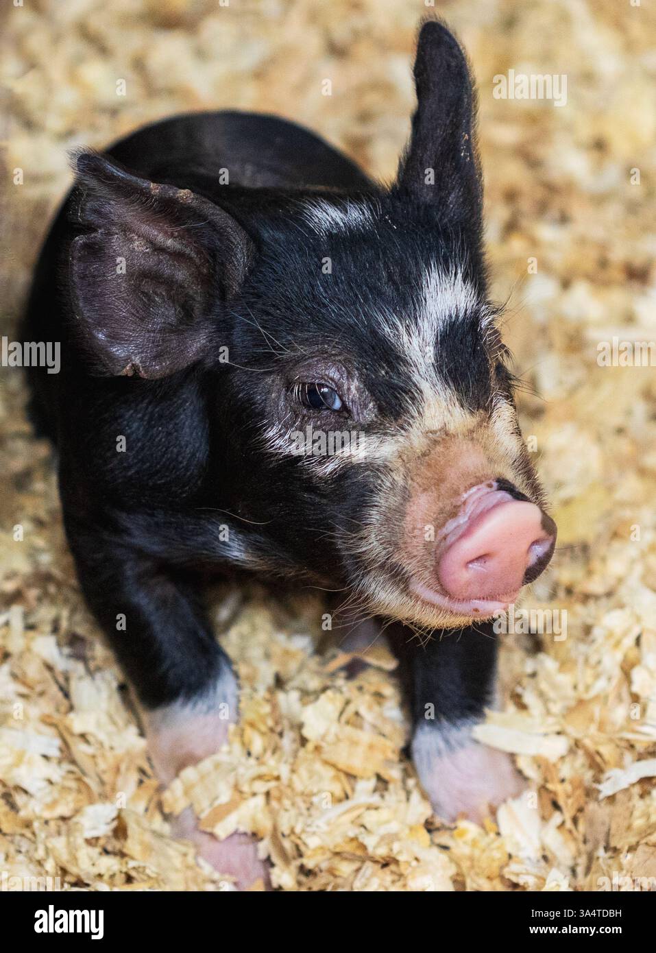 A baby Berkshire hog looks adorable in the barn at the farm in Antler ...