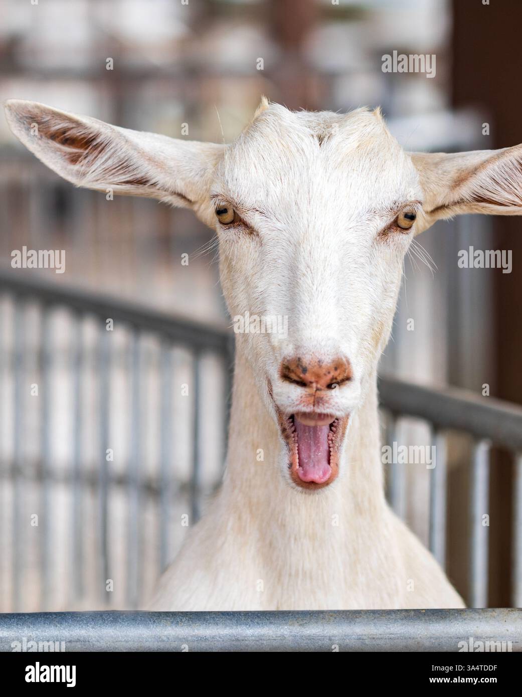 A Saanen dairy goat ((Capra aegagrus hircus) seems to look excited at ...