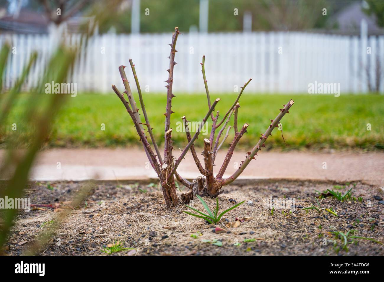 Pruned rose bushes in a country rose garden after winter. Leafless rose ...