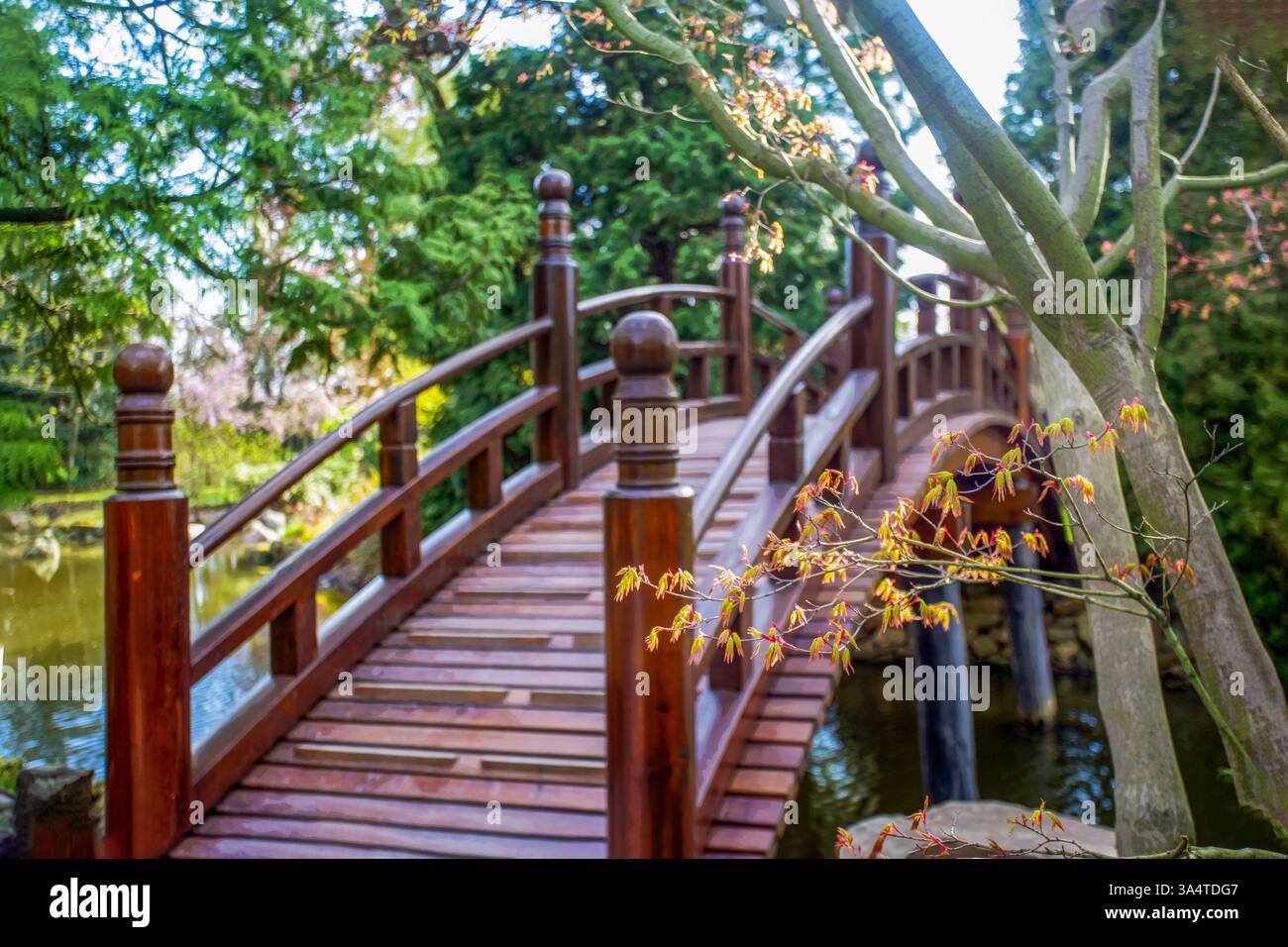Wooden bridge in Japanese garden in Wroclaw . Amazing small leaves of ...