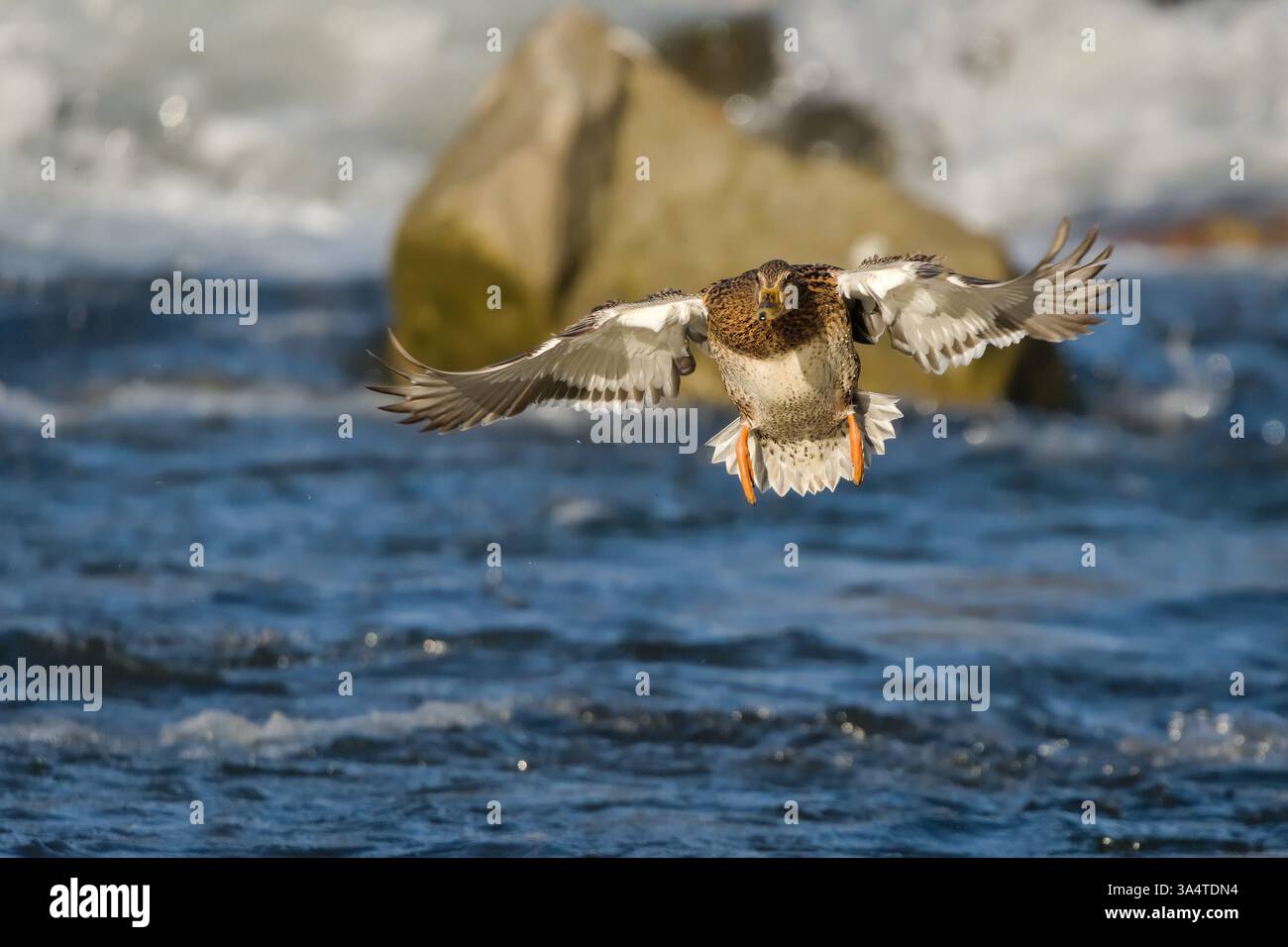 Common mallard duck flying hi-res stock photography and images - Alamy