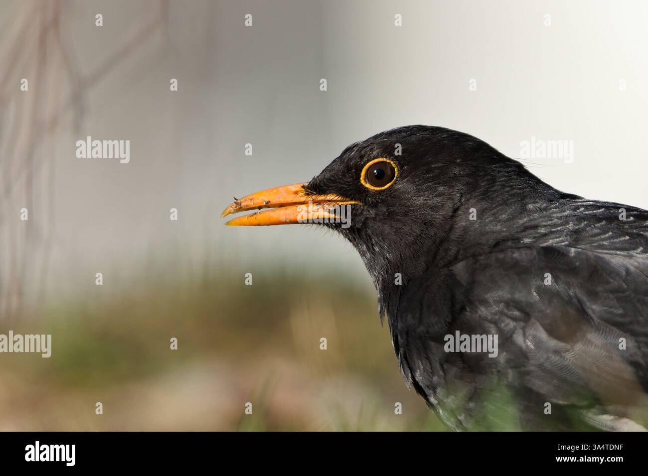Turdus merula aka Eurasian or Common blackbird male close-up head ...