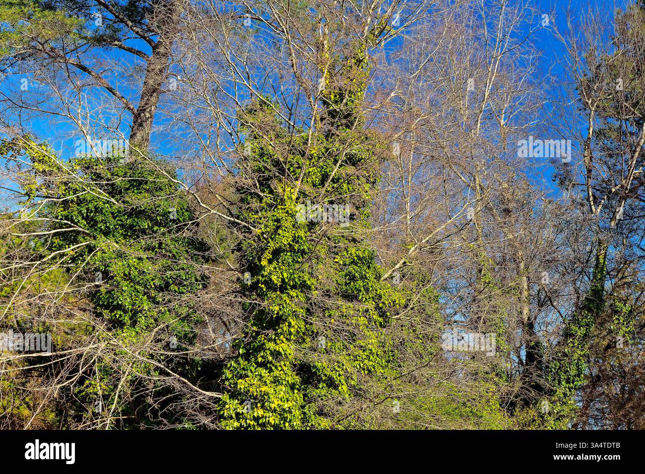 Bush overgrown with liana climbs other plants using green tendrils ...