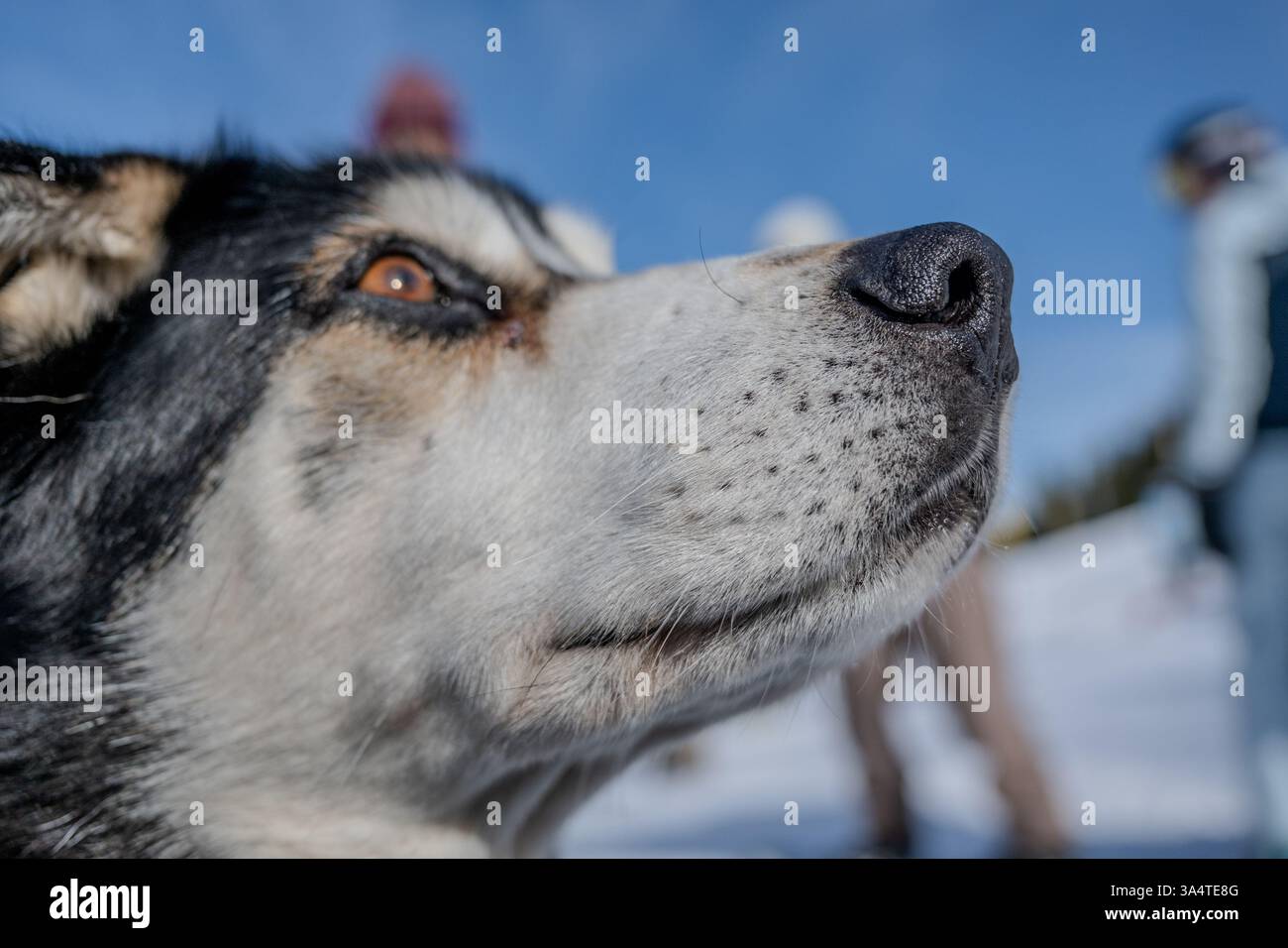Huskys hi-res stock photography and images - Alamy