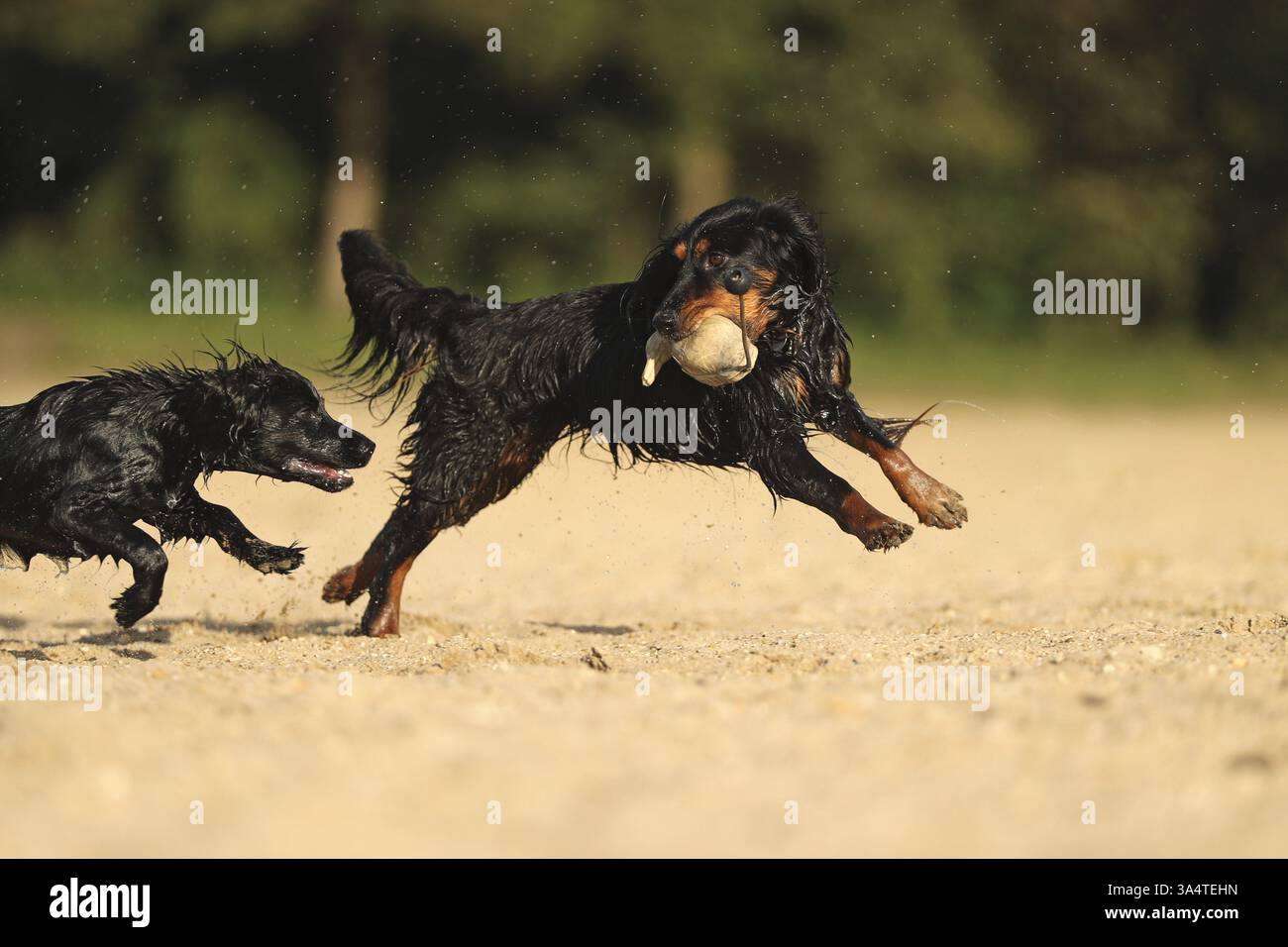 Working Cocker Spaniel Stock Photo - Alamy