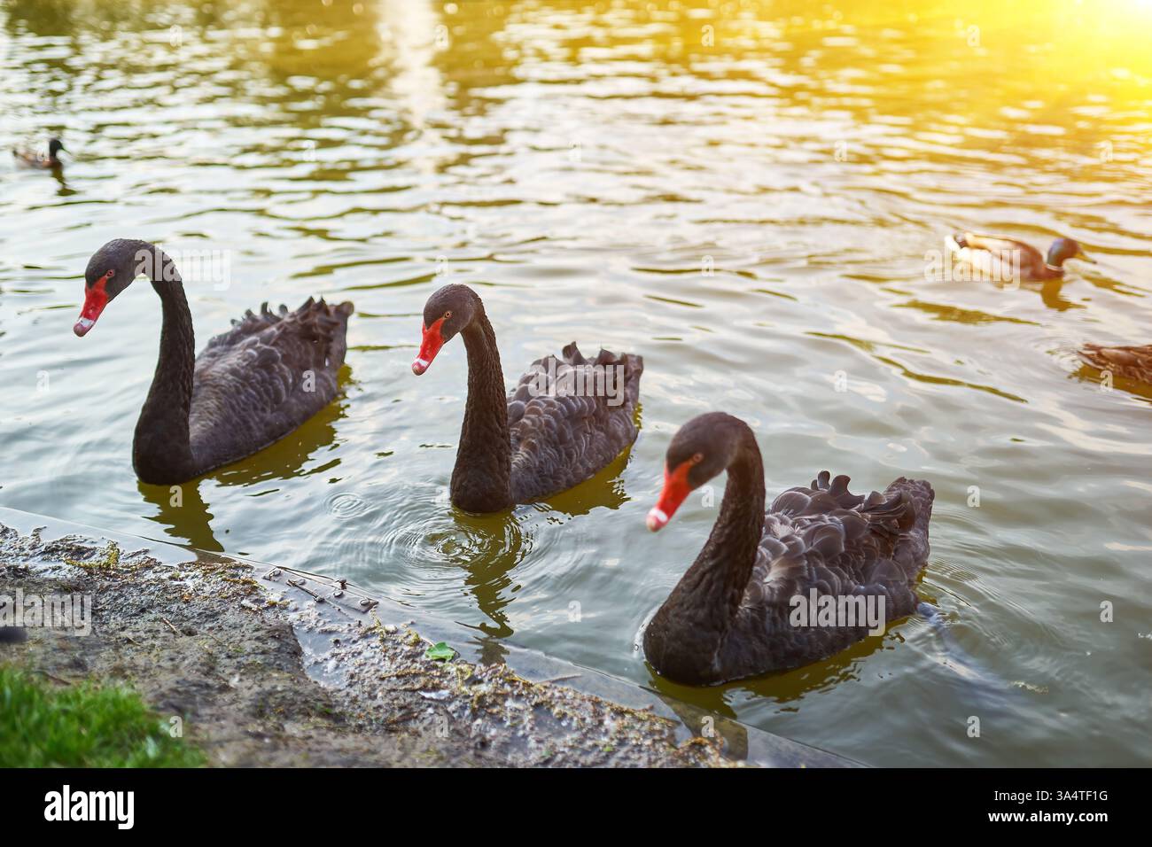 Three elegant black swans with red beaks gracefully swim in a pond ...