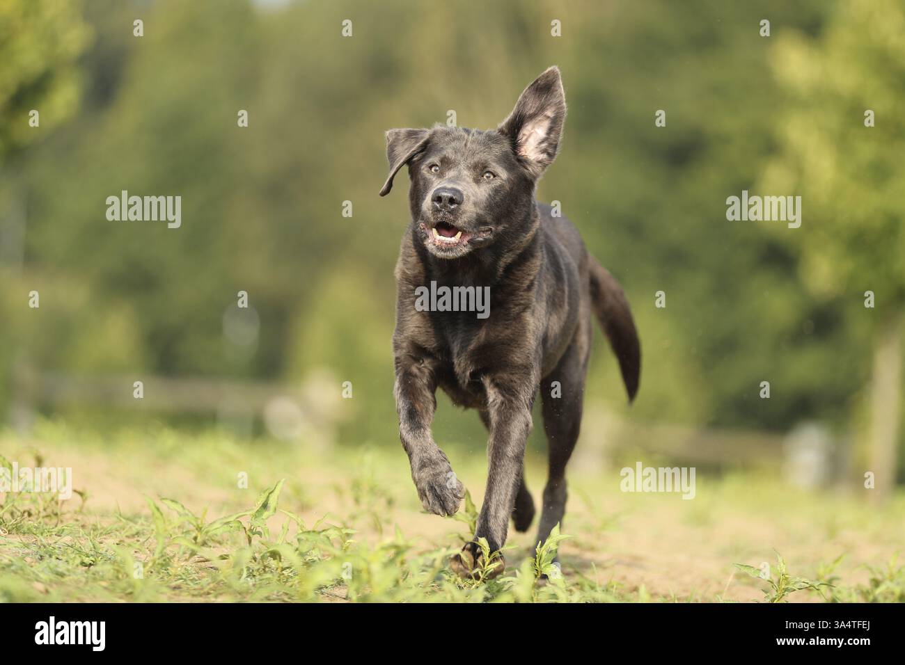 silver Labrador Retriever Stock Photo - Alamy