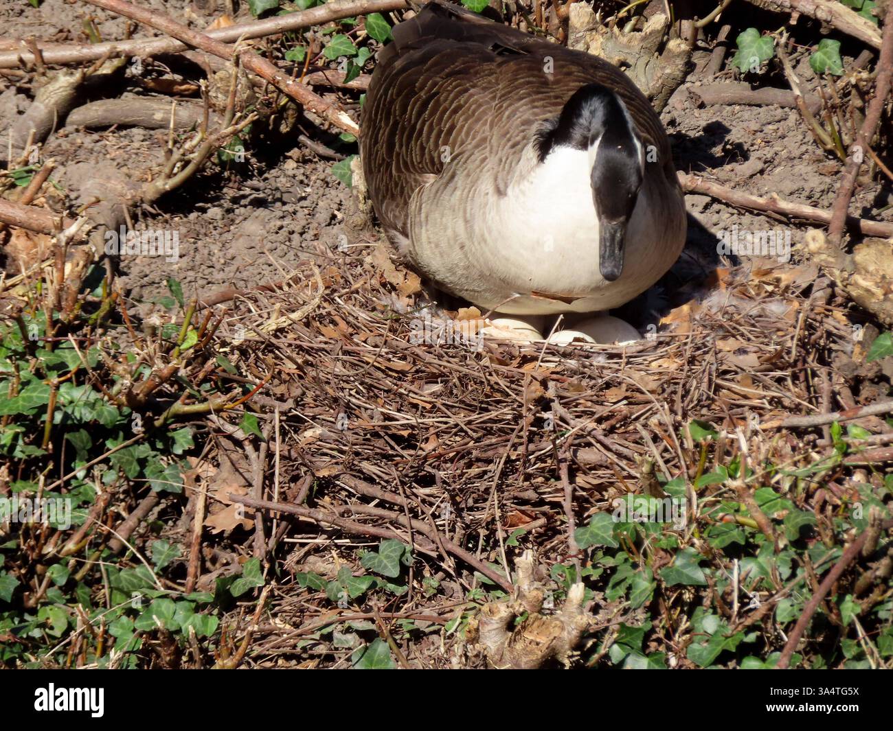 Mama Kanadagans zaehlt die Eier in ihrem Nest - wendet selbige mehrmals ...