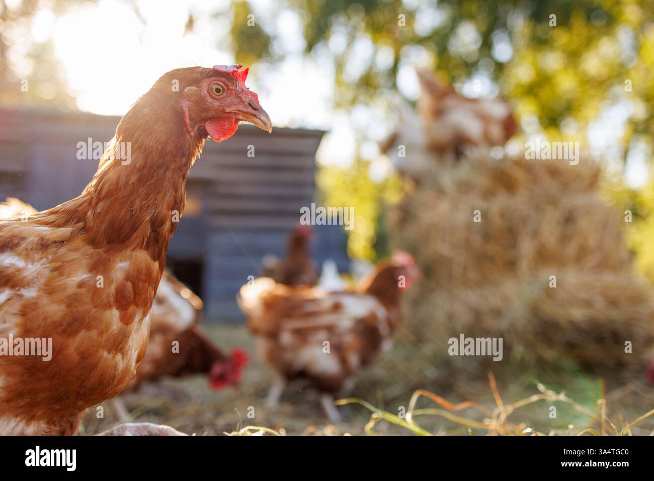 Free-range chickens on a farm at sunrise, organic poultry in a natural ...