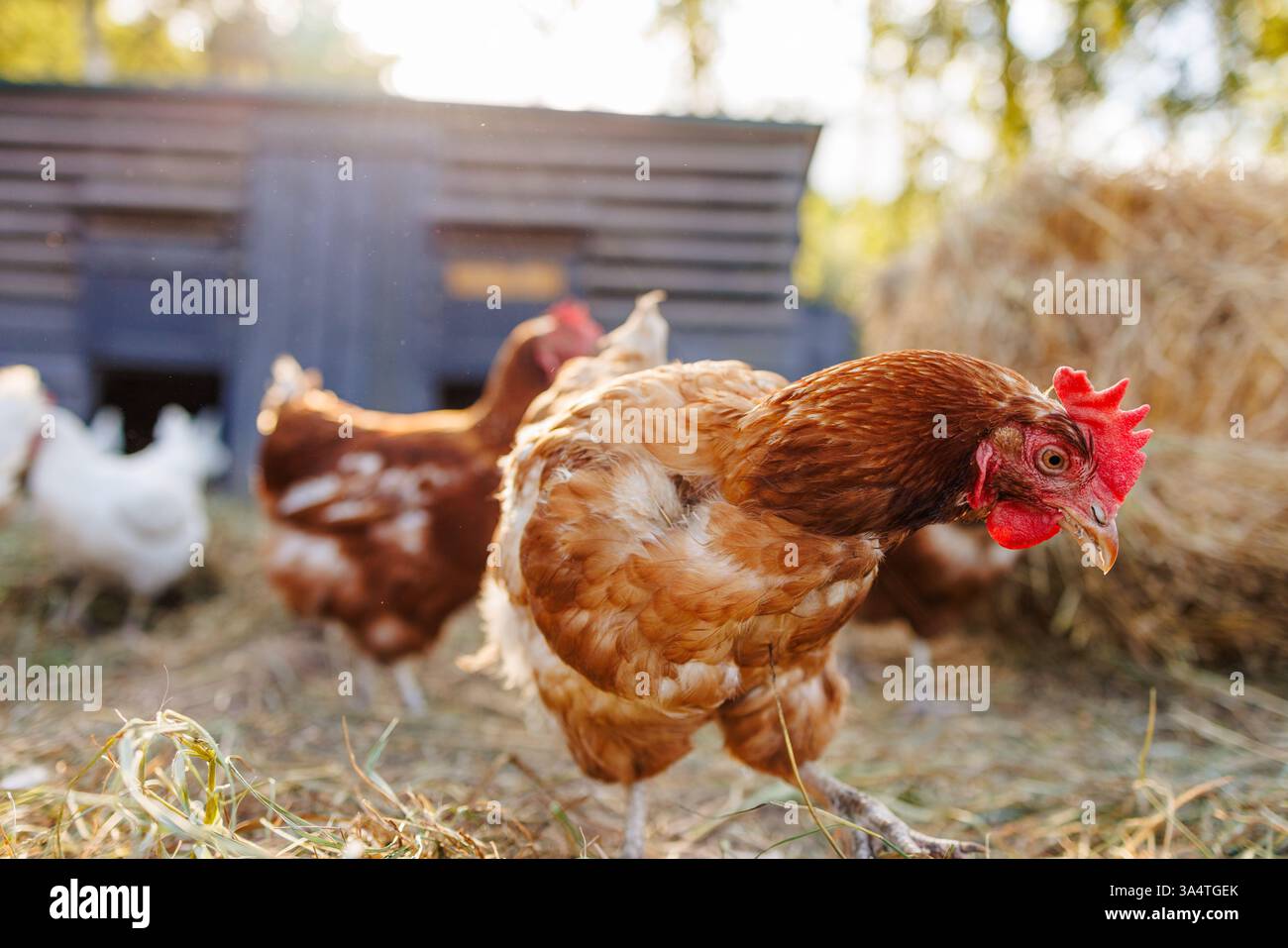 Free-range chickens on a farm at sunrise, organic poultry in a natural ...
