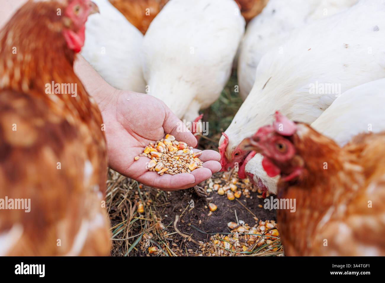 Farmer hand-feeding free-range chickens with organic grain on a rural ...