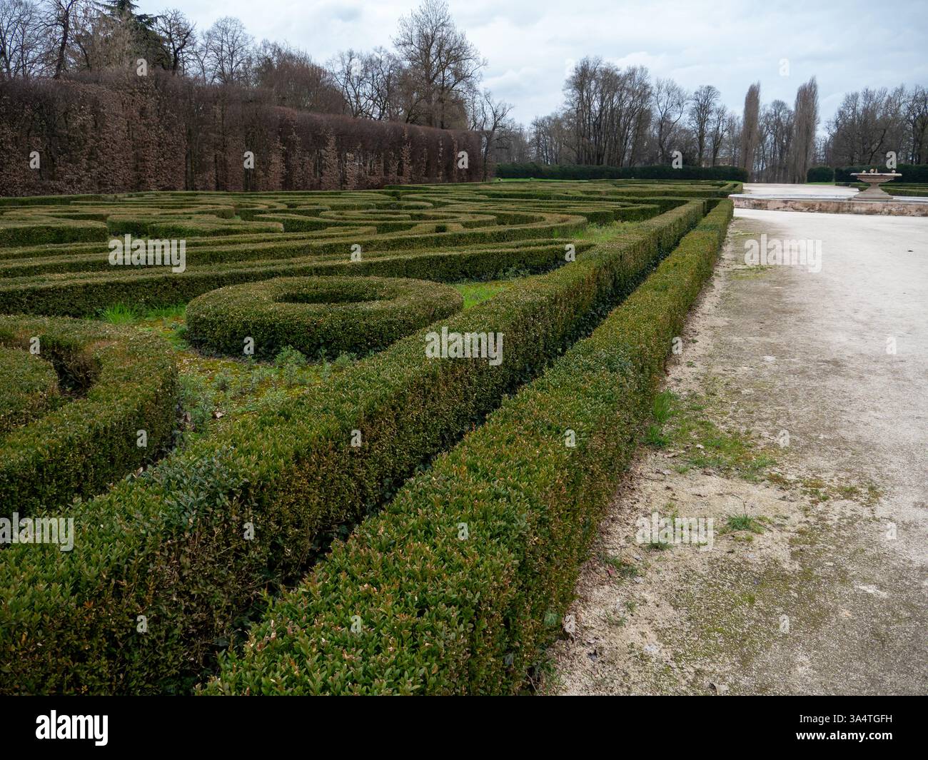 Colorno, Italy March 1st 2025 Lush green boxwood hedges forming a maze ...