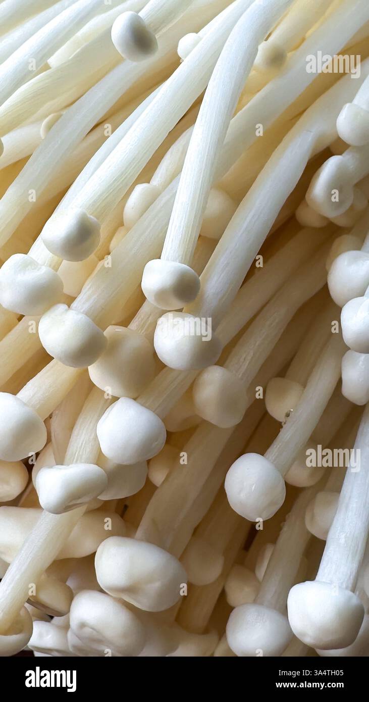 A detailed close-up of enoki mushrooms filling the entire frame. Their ...