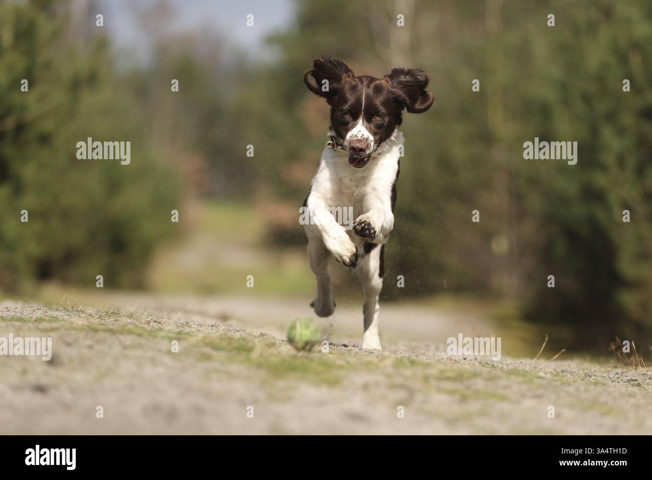 Dutch Partridge Dog Stock Photo - Alamy