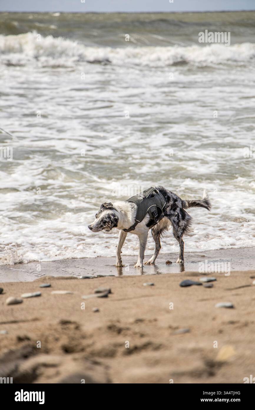 A beautiful Blue Merle, Border Collie having fun on a beach and shaking ...